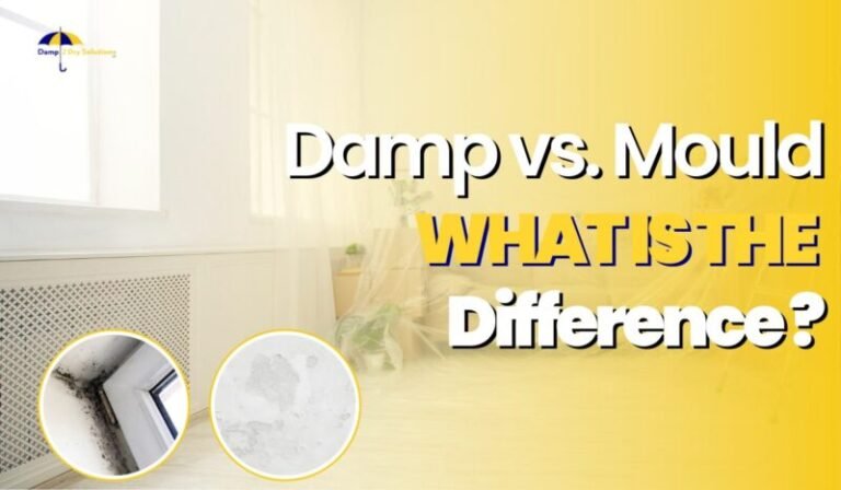 What is The Difference Between Damp And Mould? Damp2Dry